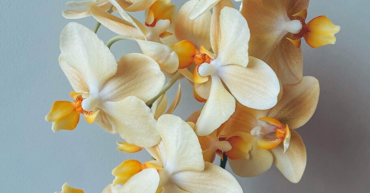 お店をはじめて感じたこと、考えたこと｜TOMOMI / Tallo.FLOWER STUDIO