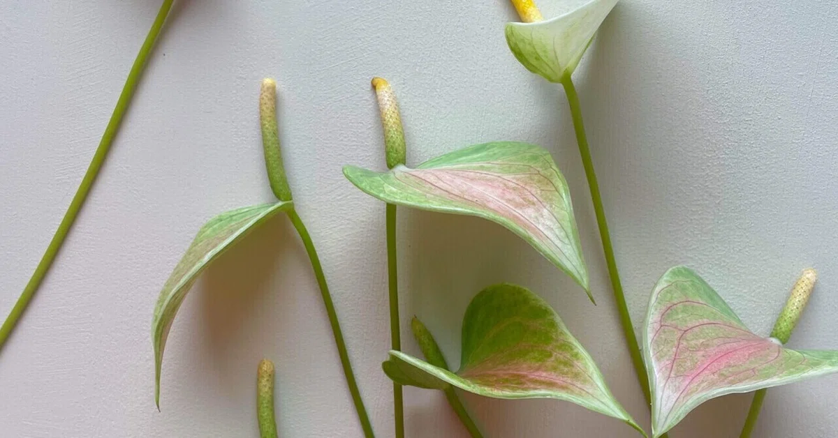 お店を一緒に育ててくれる“仲間”を、少しずつ探しています｜TOMOMI / Tallo.FLOWER STUDIO