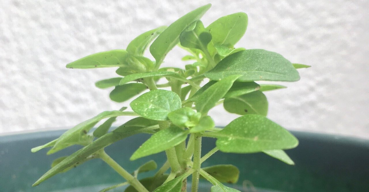 Otasa Kinetic Integrated 440hz｜Marlene