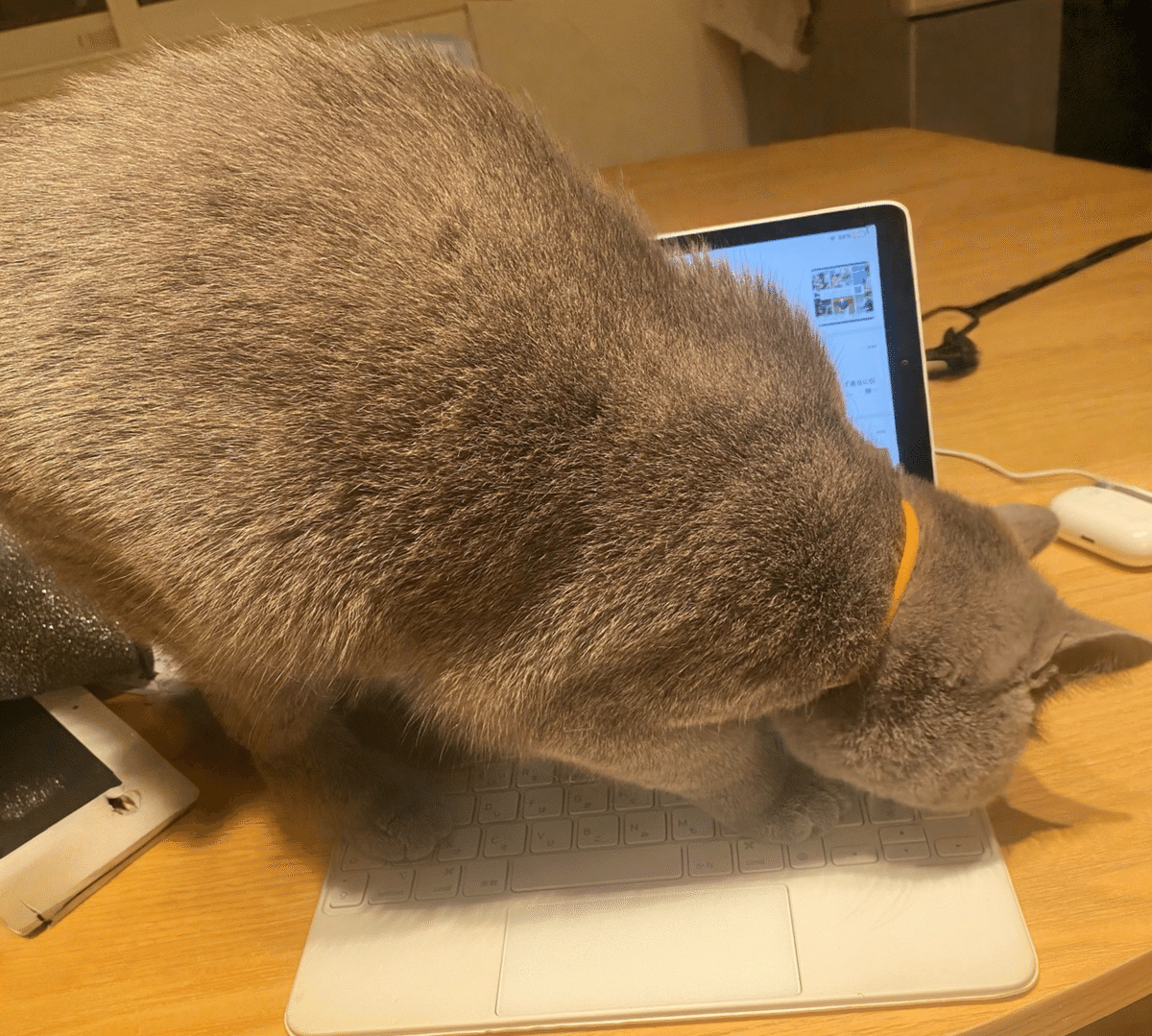 猫が飼い主の邪魔をするのはナゼ？「ネコハラ」の理由と対処法を解説！｜Moco pet note|動物看護師資格もちのペット知識ノート