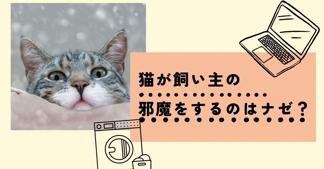 猫が飼い主の邪魔をするのはナゼ？「ネコハラ」の理由と対処法を解説！｜Moco pet note|動物看護師資格もちのペット知識ノート