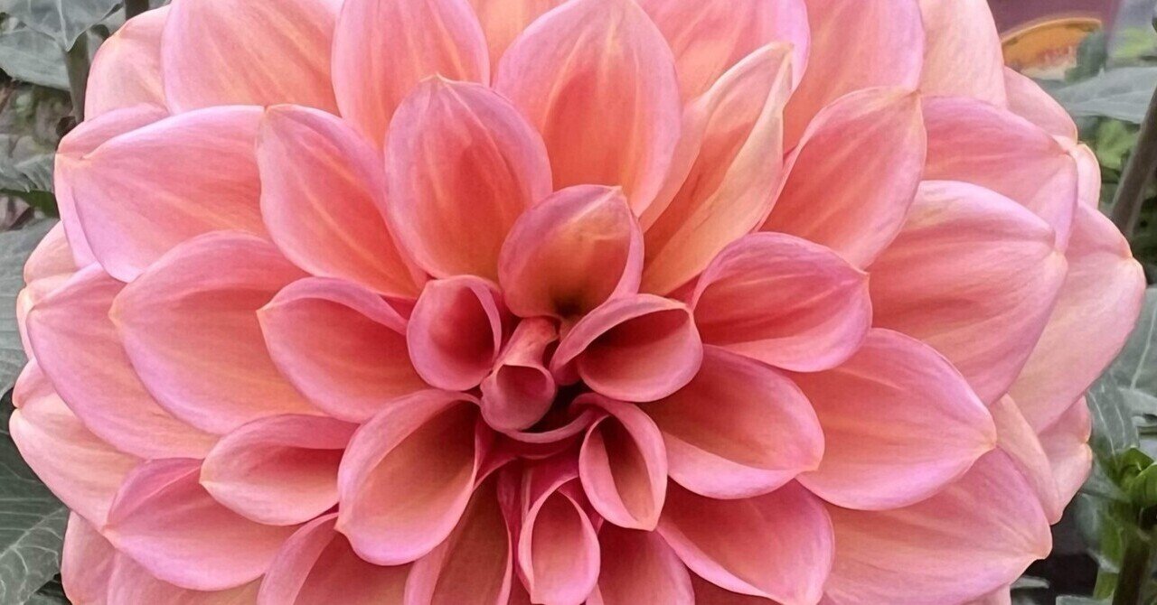 まんまるな花 ダリア｜mako＠plants