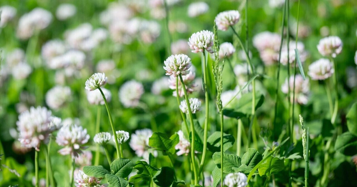 静かな潮流エピソード27：2025年5月26日｜AZUMI