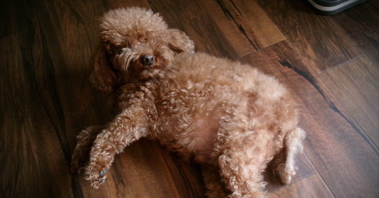 KODAK PIXPRO FZ55が何もしてないのに壊れて直った｜Kenta Komai