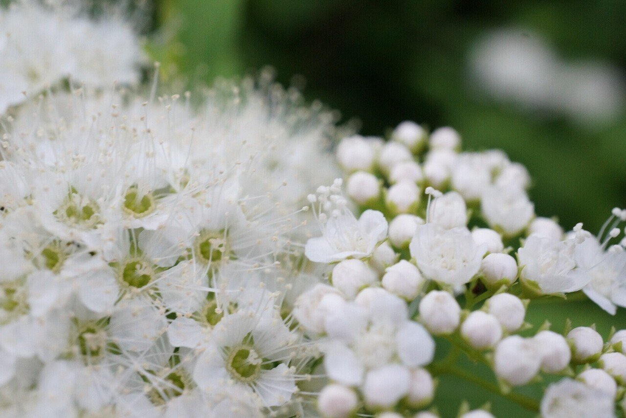 ページタイトル用｜MITSUDA Tetsuo