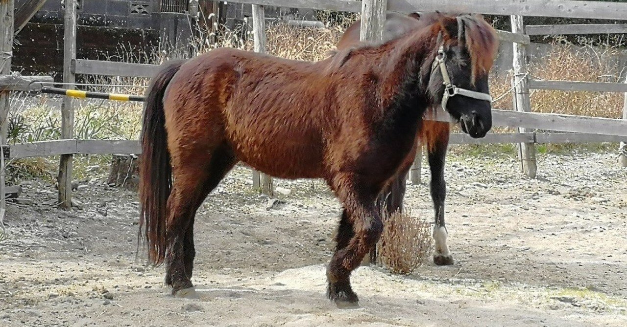 ホースセラピーとタムレンレン気づきの瞑想｜stella marina@ドイツ留学準備中