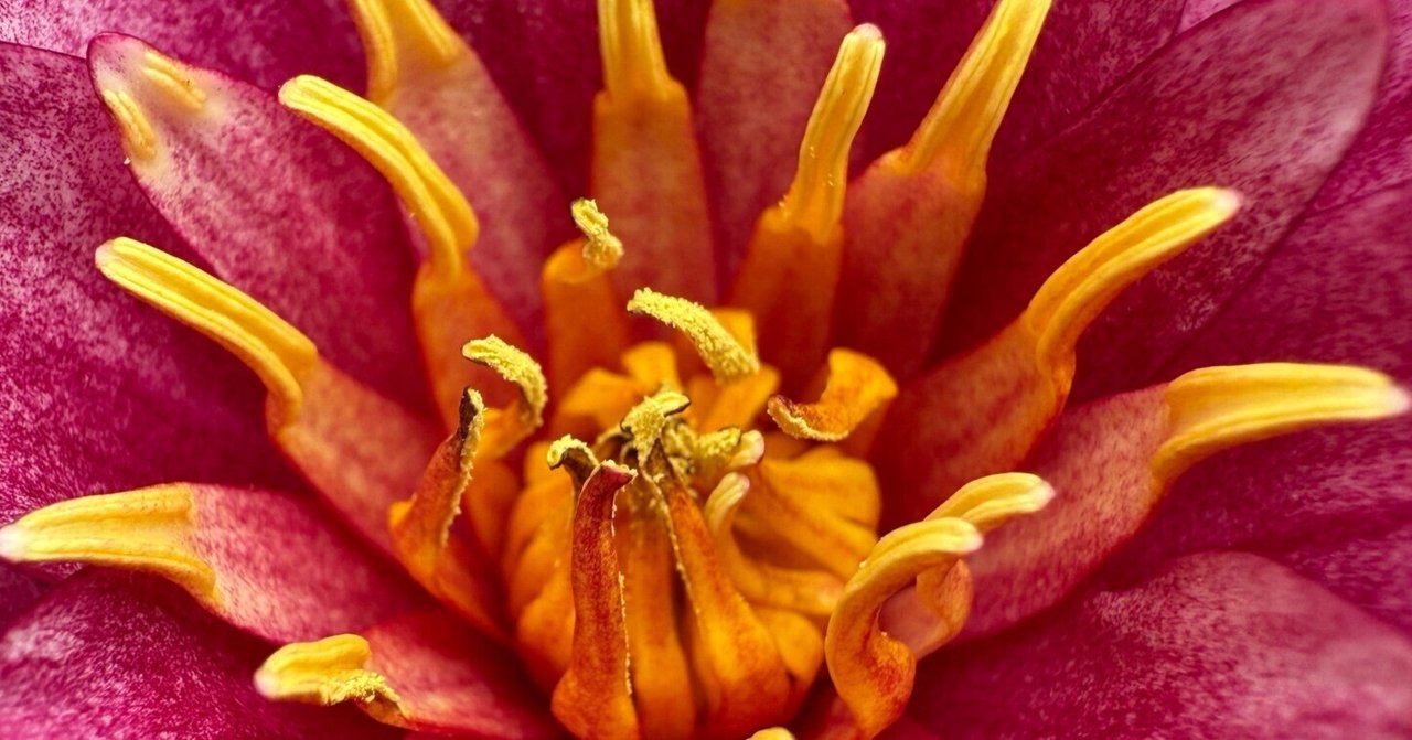 酒樽で睡蓮を育てよう(33)レネゲラード After that｜NicePapa 平野 尚志