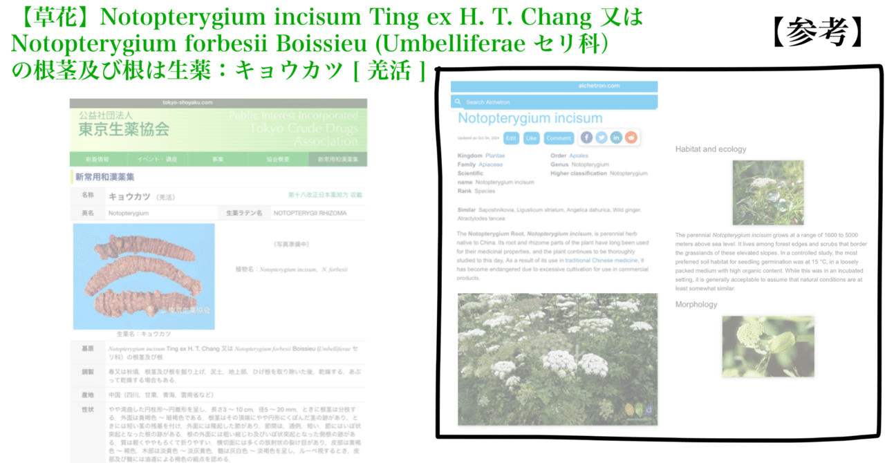 【草花】Notopterygium incisum Ting ex H. T. Chang 又は Notopterygium forbesii ...