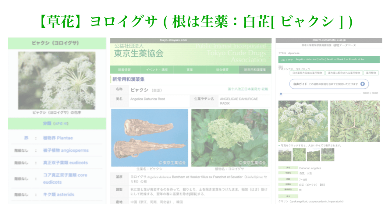 【草花】ヨロイグサ ( 根は生薬：白芷[ ビャクシ ] )｜200im