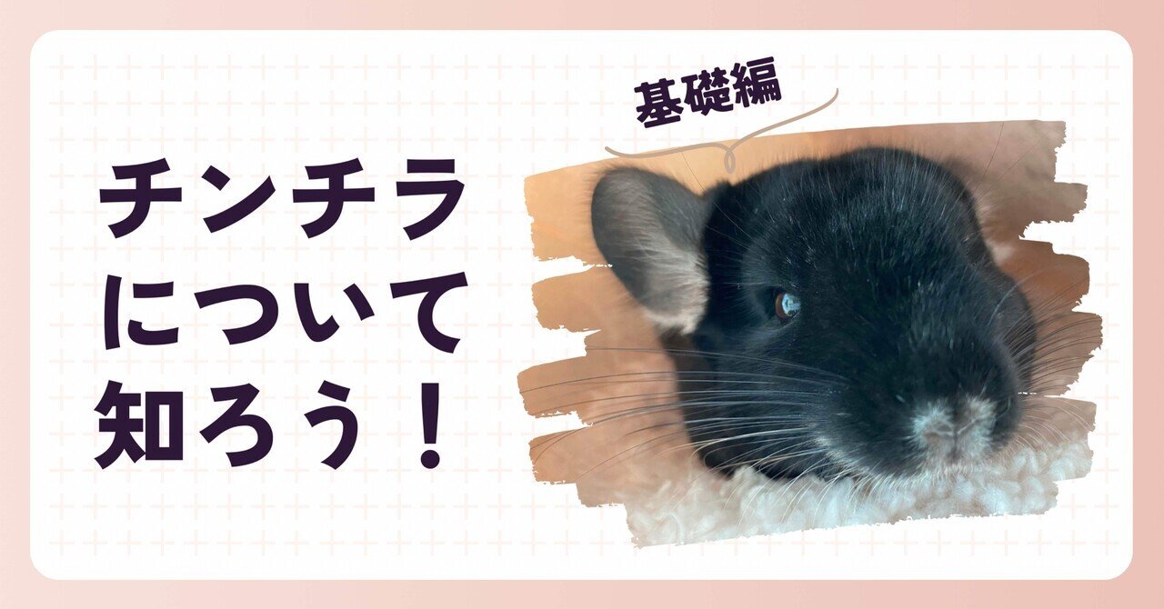 チンチラについて知ろう！｜Moco pet note|動物看護師資格もちのペット知識ノート