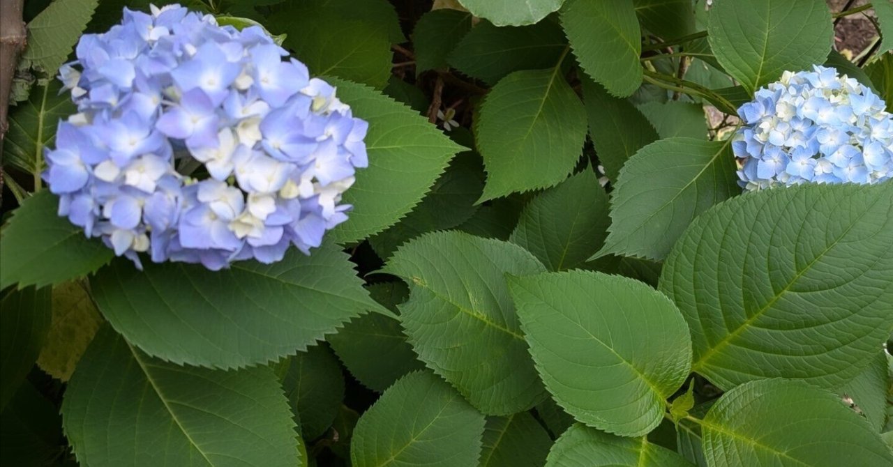 5/29日常の風景日記｜mayamoon