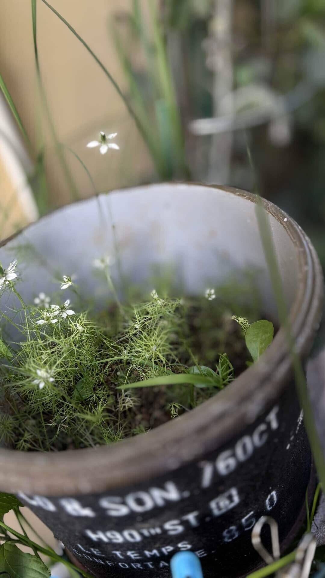 お庭のお花｜ifu/823