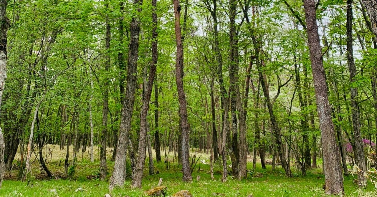 名前調べてみよう、〜ひらがなの音に含まれる意味は？〜編｜ikumi Kokubo