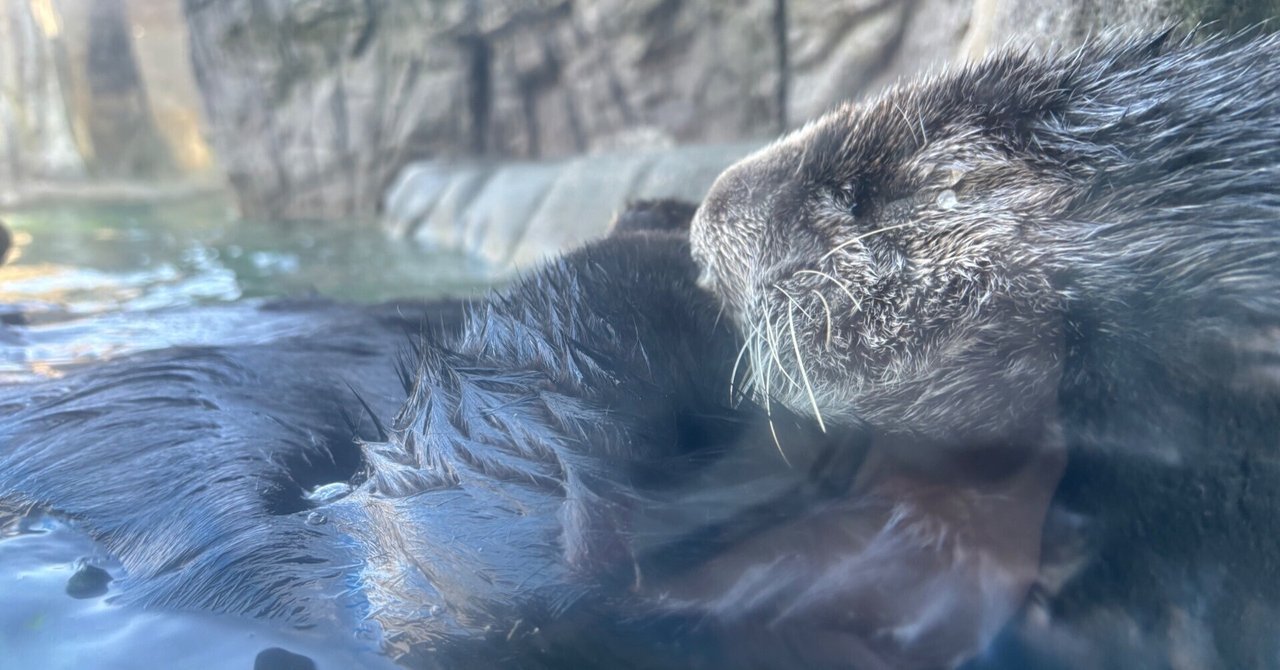 世界のラッコ🦦｜terami