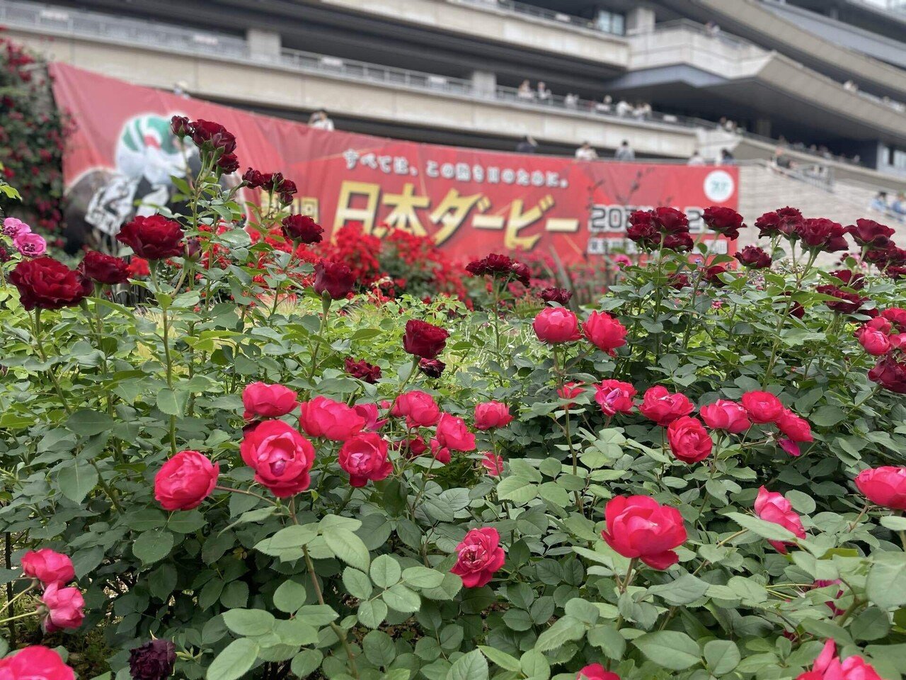 日本ダービー｜Lily Kobayashi