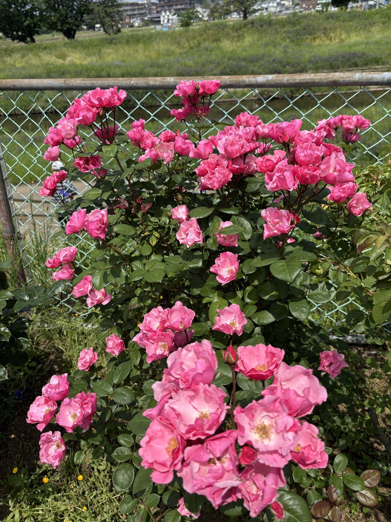 夫の髪にヘナを塗布しました。今日は夫の希望でナイアードのNo5で一度染めです。ちゃんと染まるのかな。｜Naoko