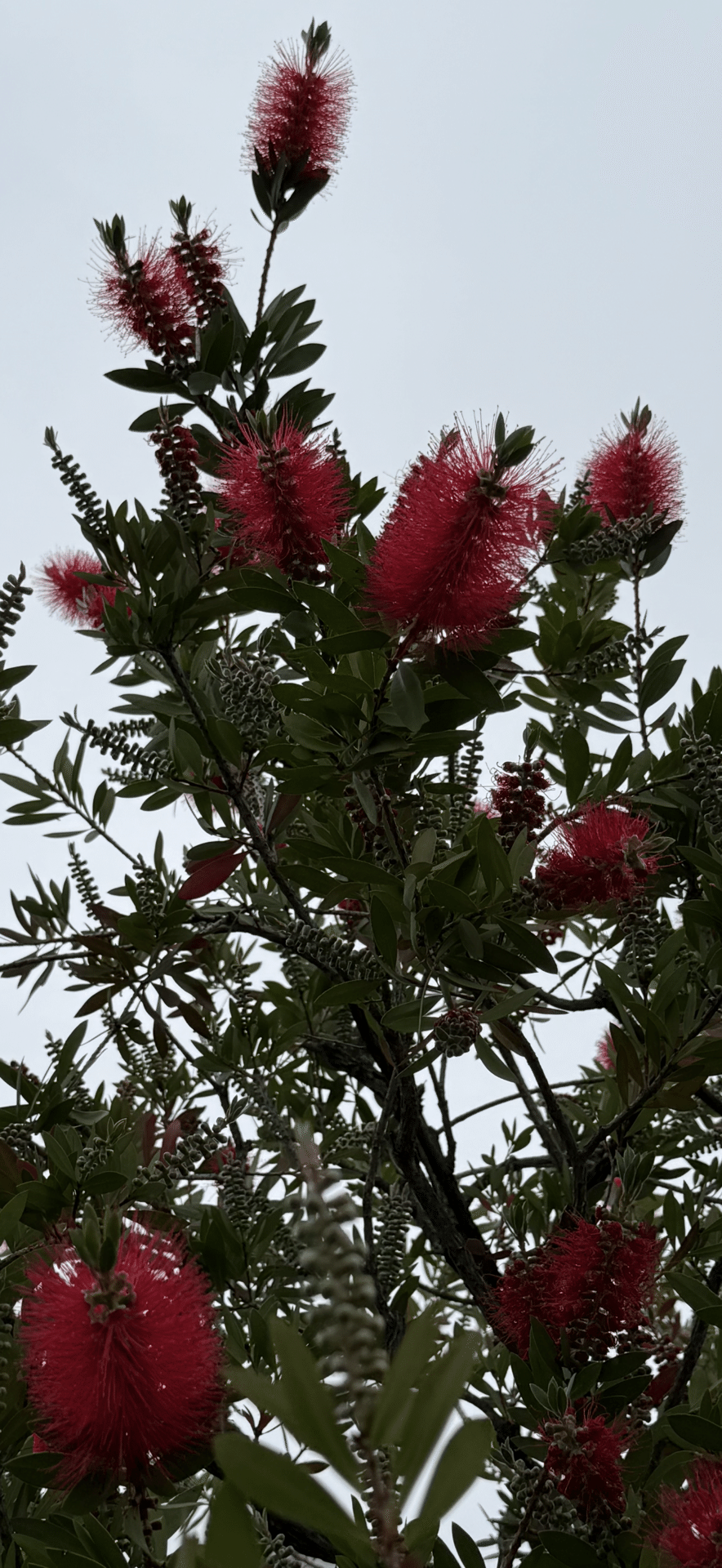 ブラシノキ その名の通りコップ洗いブラシ型のユニークフラワー｜EGGSEED