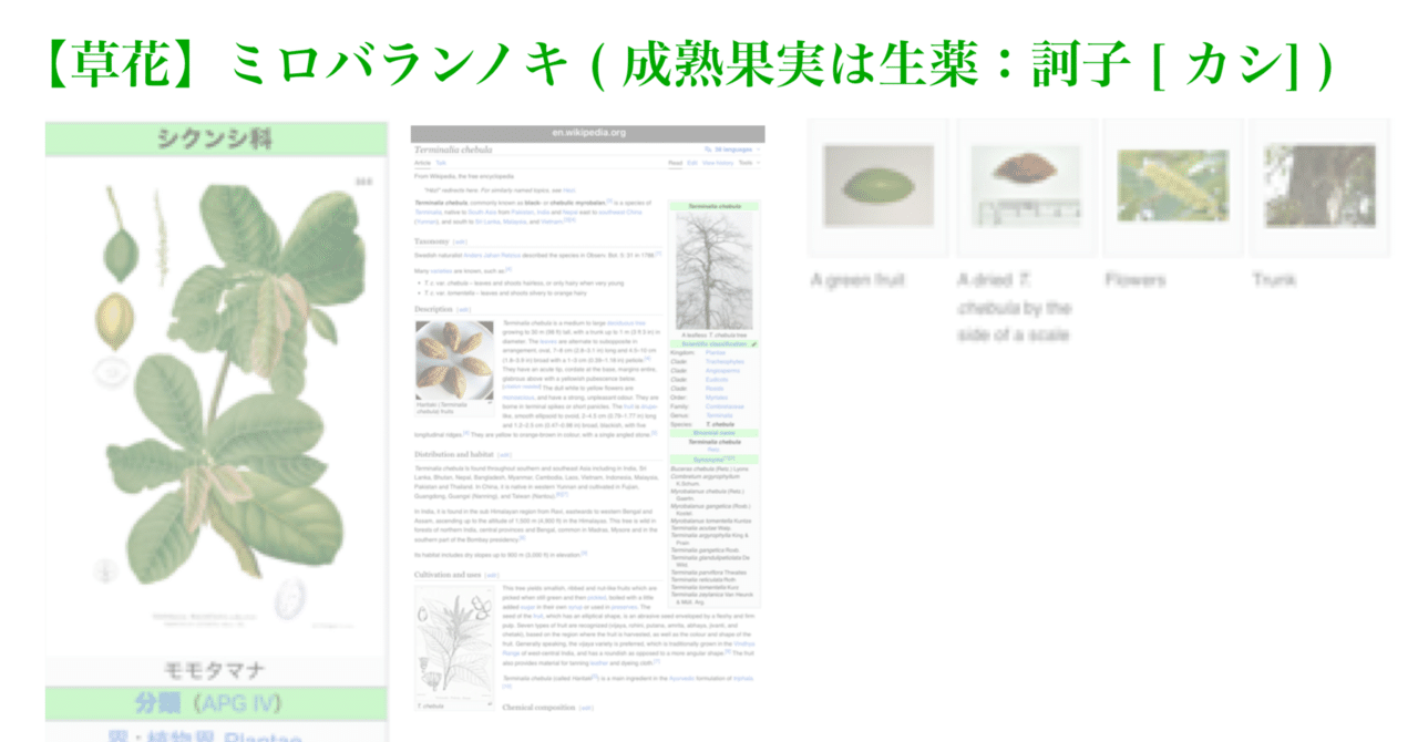 【草花】ミロバランノキ ( 成熟果実は生薬：訶子 [ カシ] )｜200im