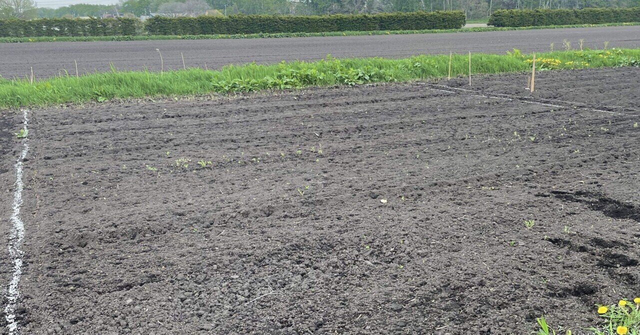 畑、こどもおばさん、ライブ告知｜terui akane