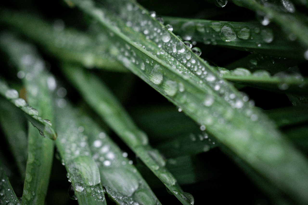 雨の日の間の曇天次ぐ雨を小さな紫陽花、背伸びしている AI Micro-Nikkor 55mm f/3.5｜Shinichi Sendagi