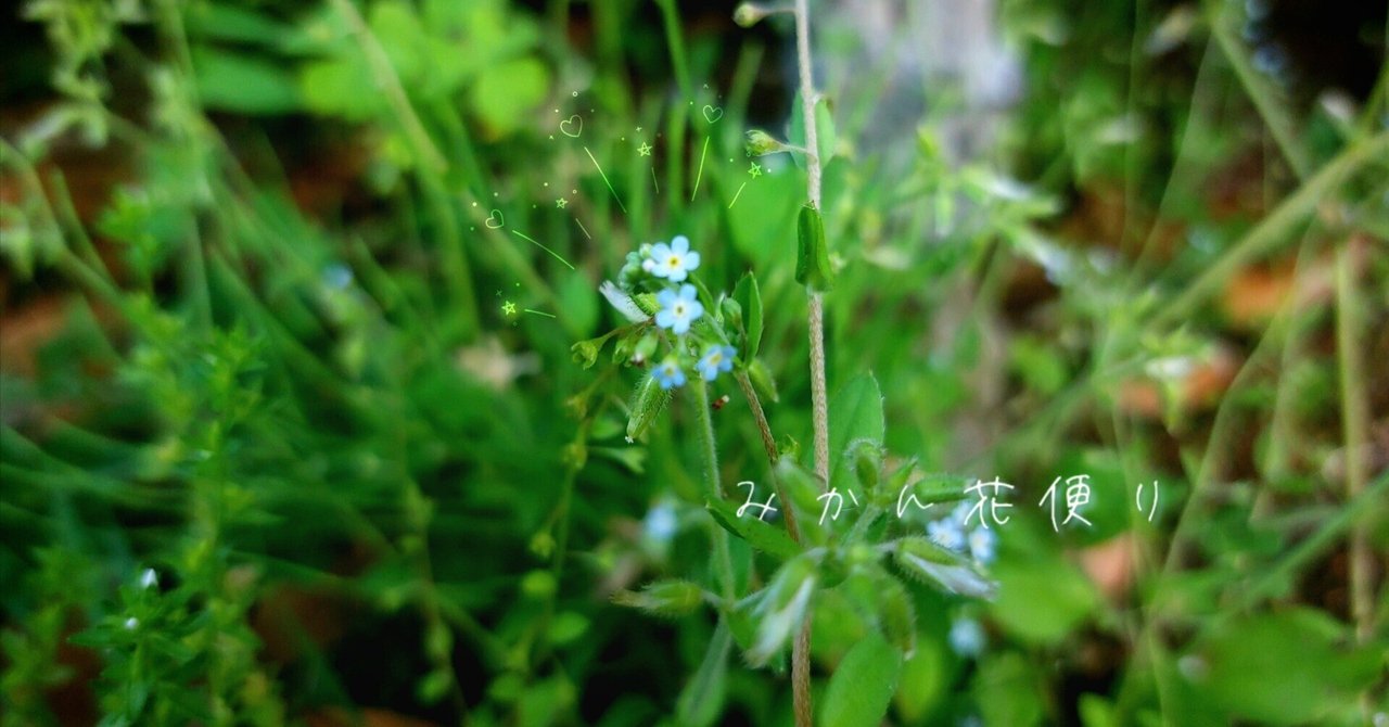 みかん花便り（2025年5月号）｜琴ノ葉みかん (Mikan Kotonoha)