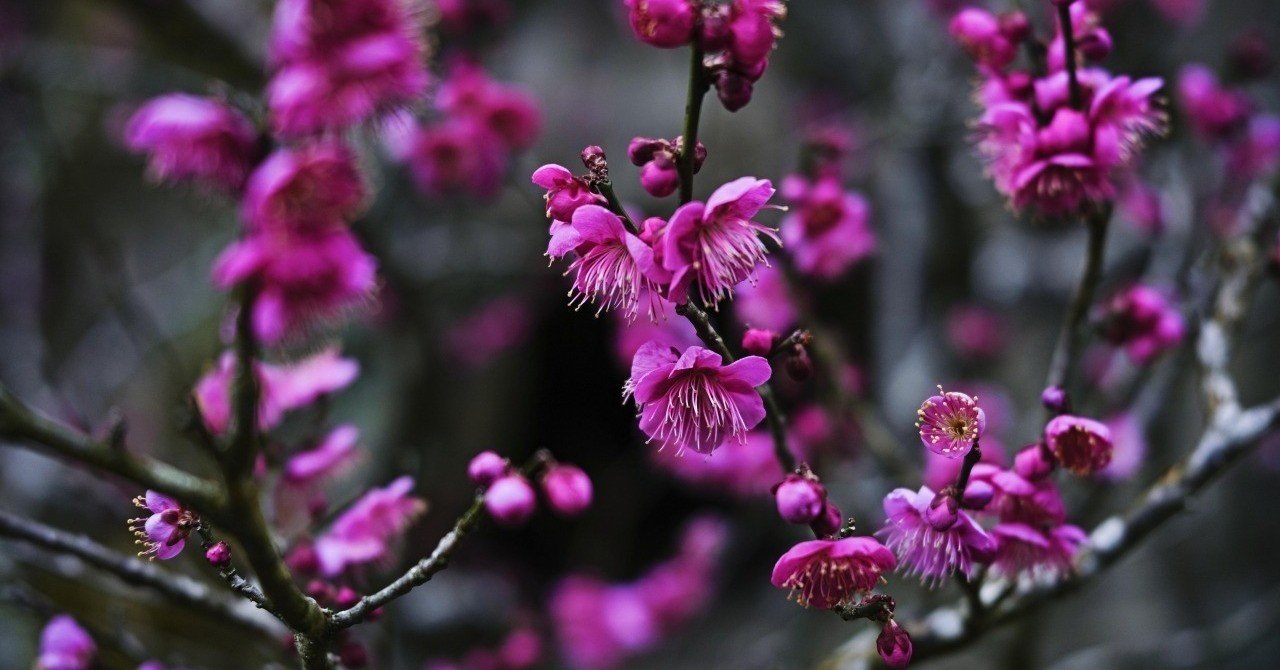 自分の眼｜Lisa Ito