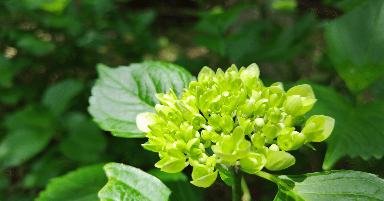 連続小説【私の取材記・3】｜T.Koji