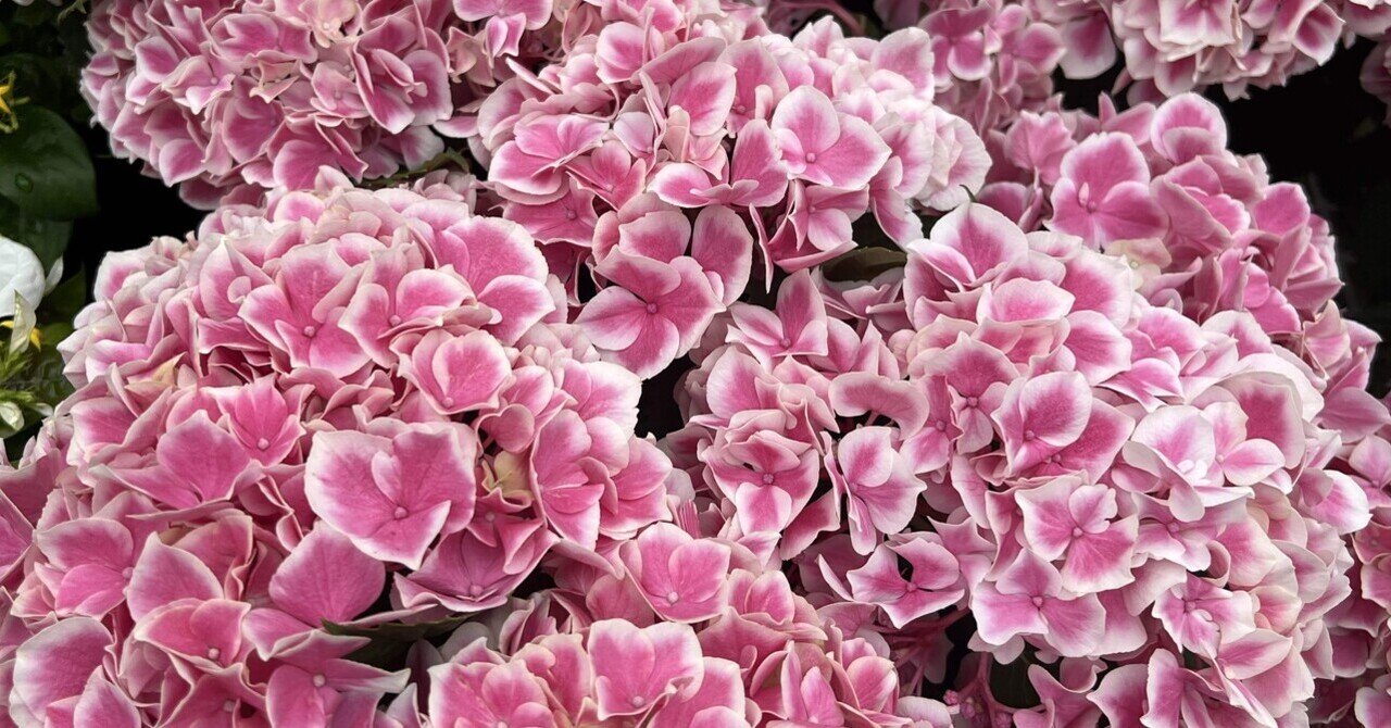 紫陽花まつり｜mako＠plants