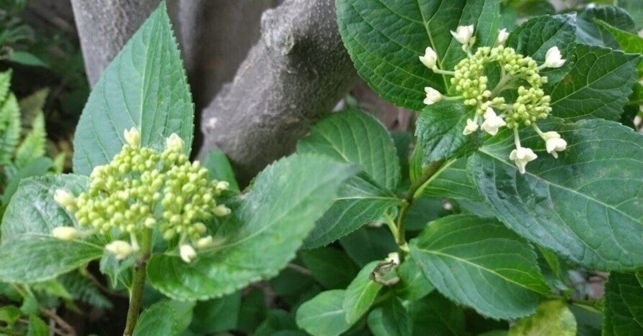 庭の様子2025/05/31｜HRSD-note