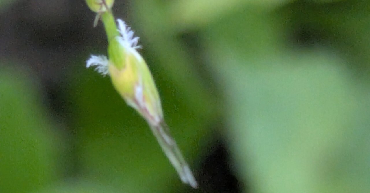 お気に入り〜先っちょ｜ichiro70