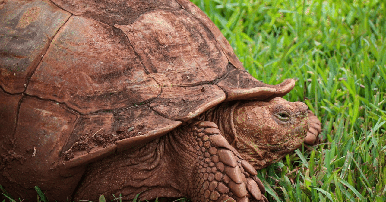 うつくしい季語 5月2日 亀鳴く｜ishi