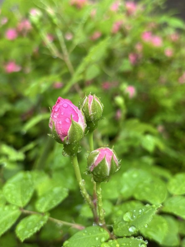 佐藤詠子〜俳句と茶話～Eiko Sato｜note