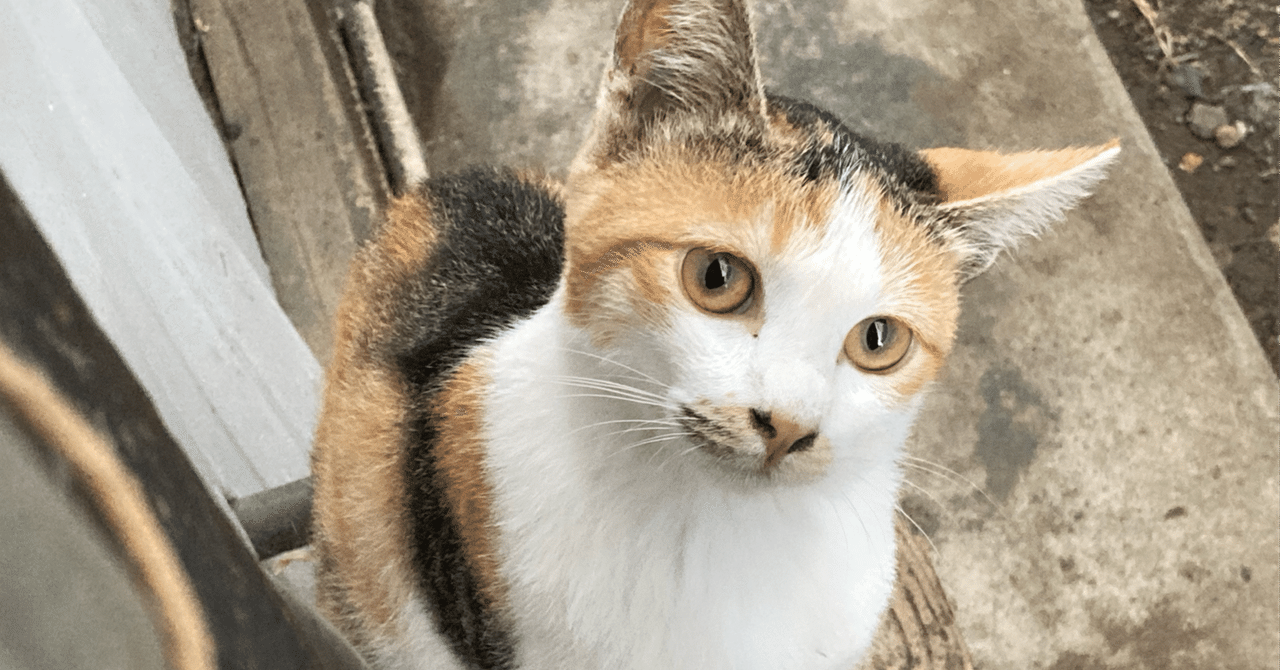 ”目的”の違いが悲劇を招く～歴史に無残にも引き裂かれた兄弟～頼朝と義経｜Moosan