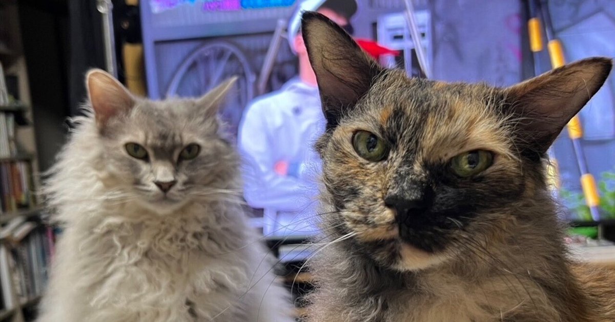 堀内大助（Daisuke Horiuchi）プロフィール｜堀内大助