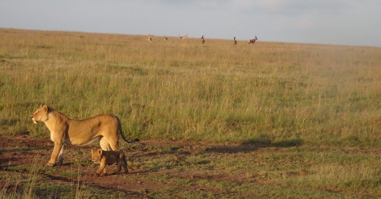 アフリカのサファリで野生のライオンを見た話｜ケニア🇰🇪【世界一周する慶應生75日目】｜Tatsuki Inoue