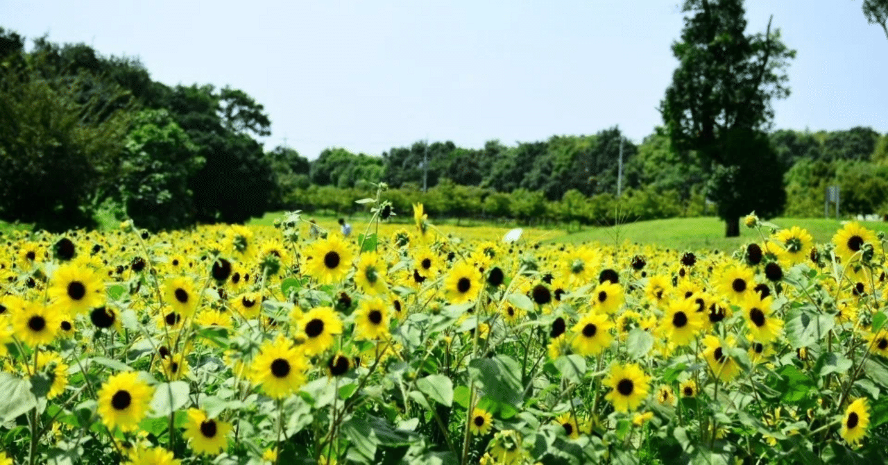 第8回：ひまわり畑で耕作放棄地を照らす──遊びながら、土地と出会う｜Ayako Oishi 山暮らしフリーデザイナー