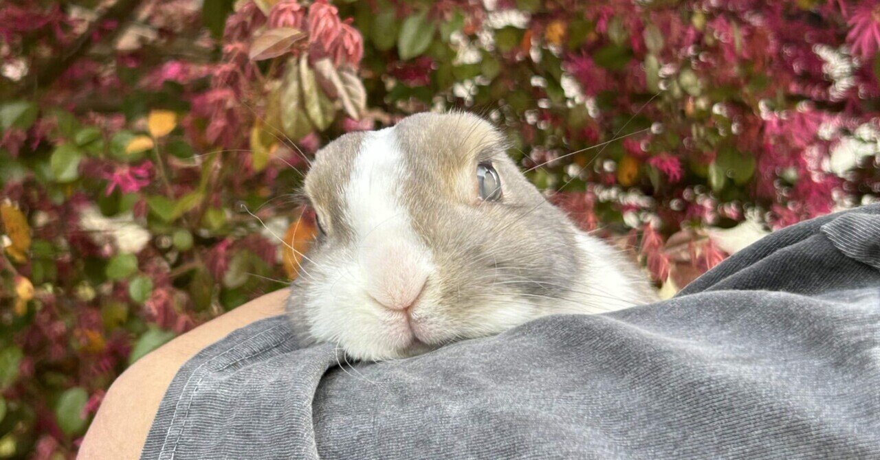 幸せな気持ちだけ包んで見送ってやるがよいぞ🐉 ｜Hakuto Eiko