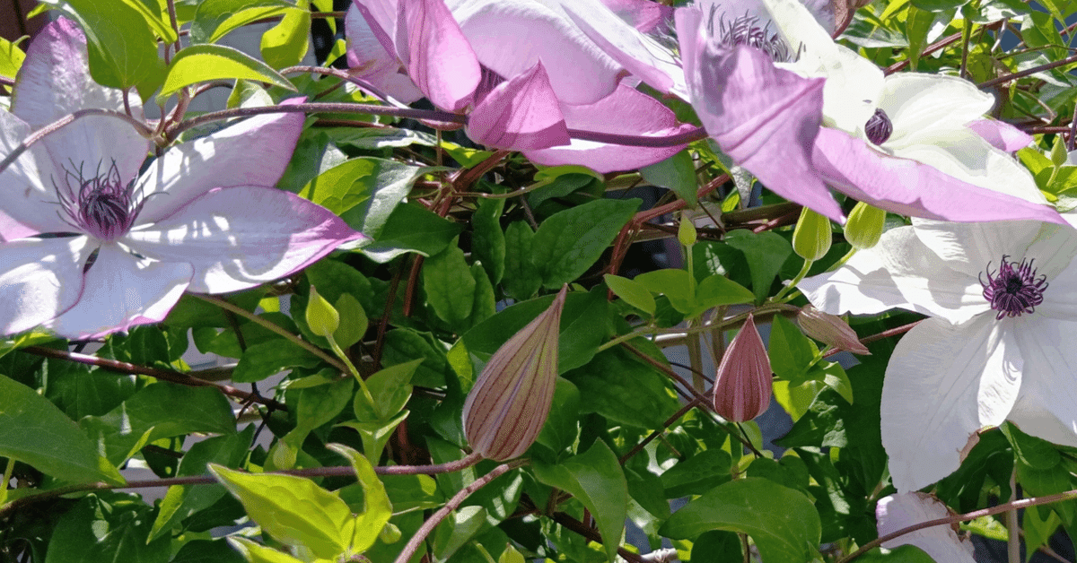 Linux Mint hdd install 具体的方法｜blue06_2022