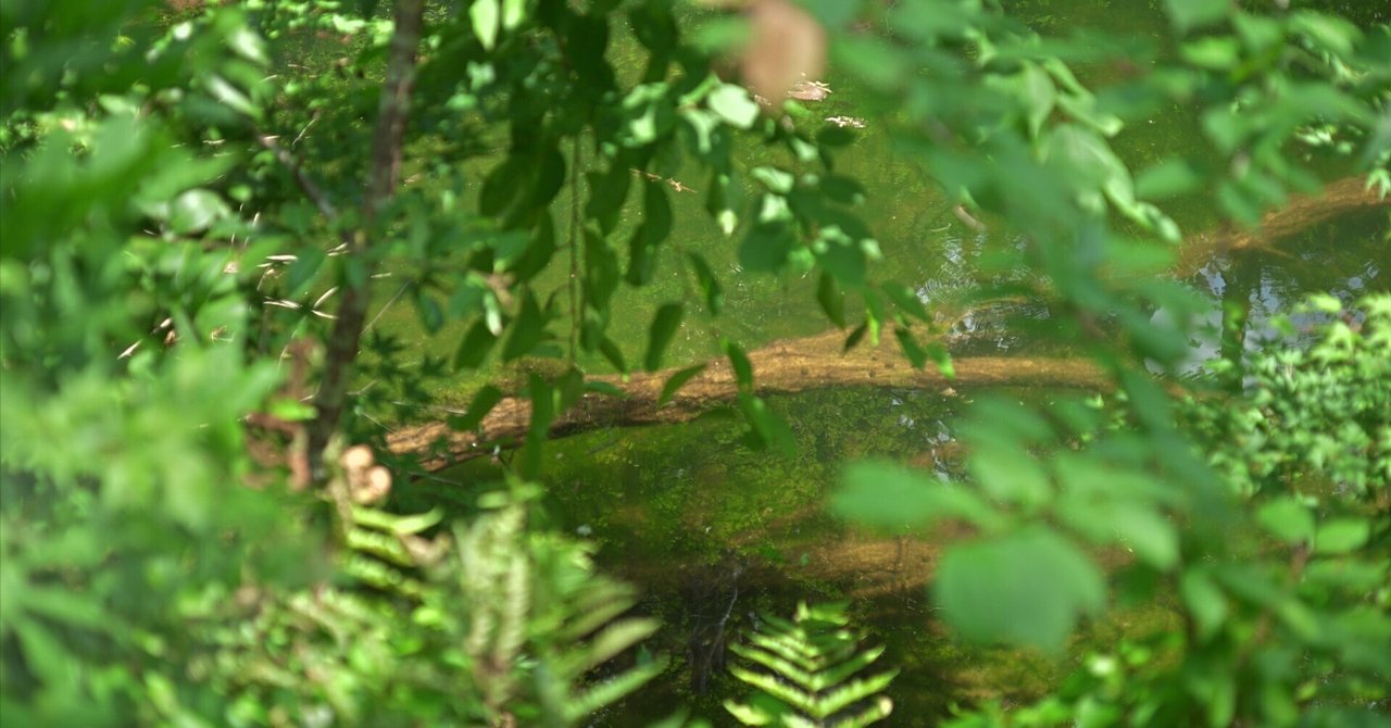 山野を歩く｜komorebi_94