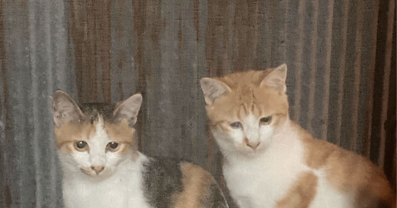 スワン聴いたやつ(5)｜Swanman