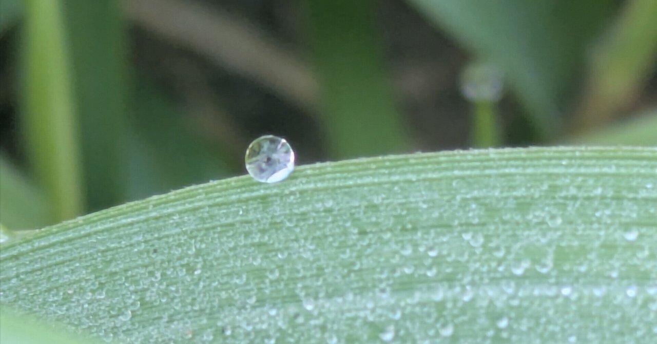 今朝の水滴④｜ichiro70