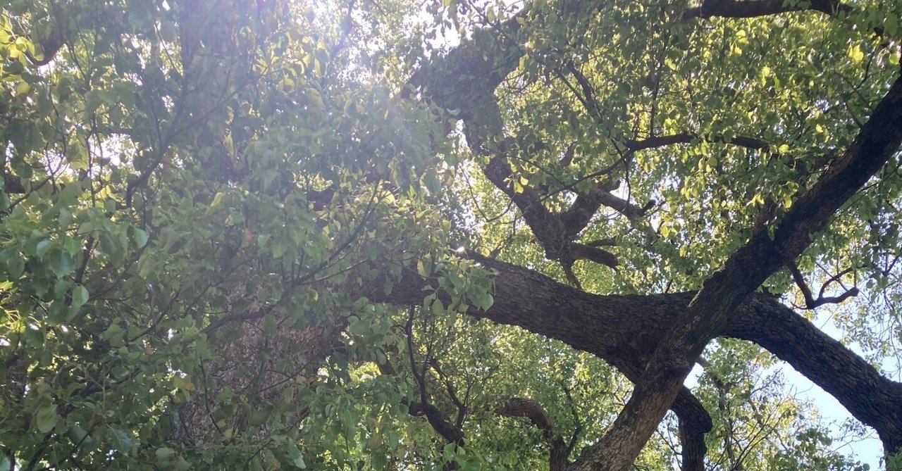 朝と言う漢字の話｜melt.aoi