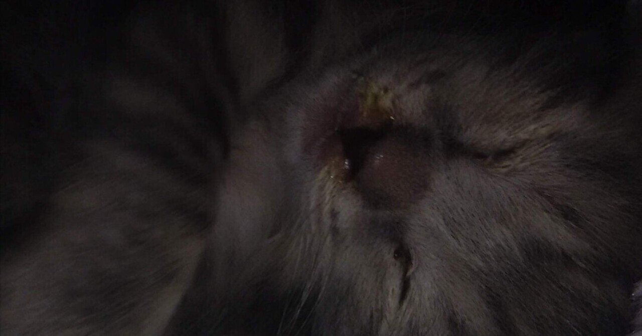 本日の晩御飯[6/2]｜kei1diablo