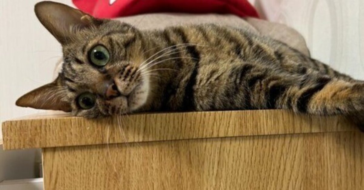 「今が旬」である秘訣とは？ 試食祭に還暦祭（バイトも探し中）2025年4月から5月の日記 ｜Reiko Nobuto