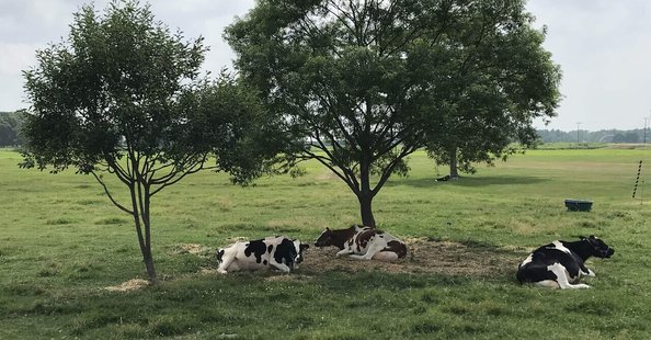 おすすめ英語絵本＋英語多読 | mother eigo | Akane｜note