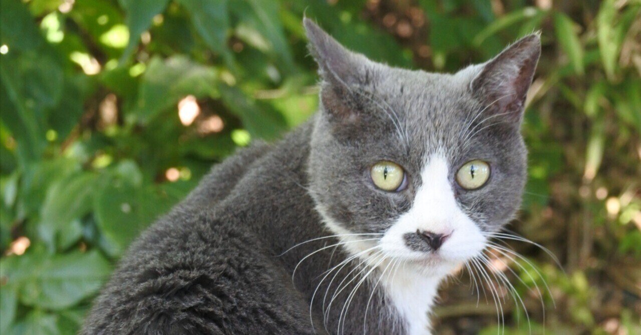 のらねこ絵本シリーズ・静かなドン /写真絵本｜樹 itsuki