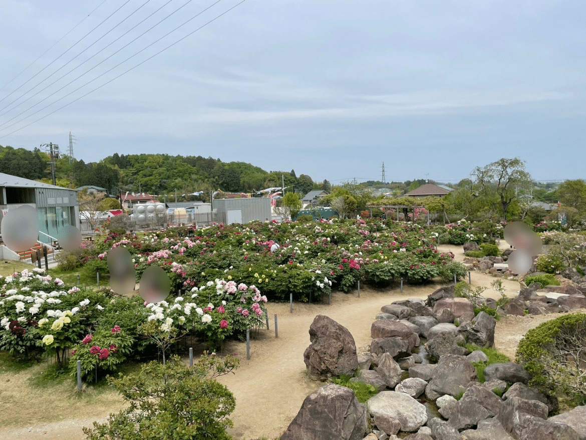 牡丹か芍薬｜まいす