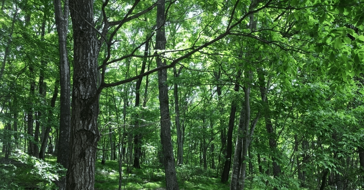 日常との距離が教えてくれたこと｜MIKI / PRプランナー