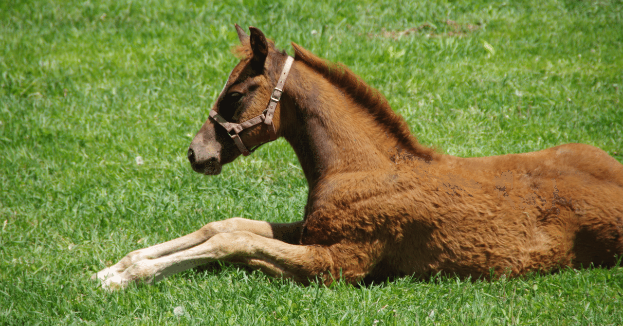 はじめてのPOGー新種牡馬追いかけPOGの試み｜れいふ