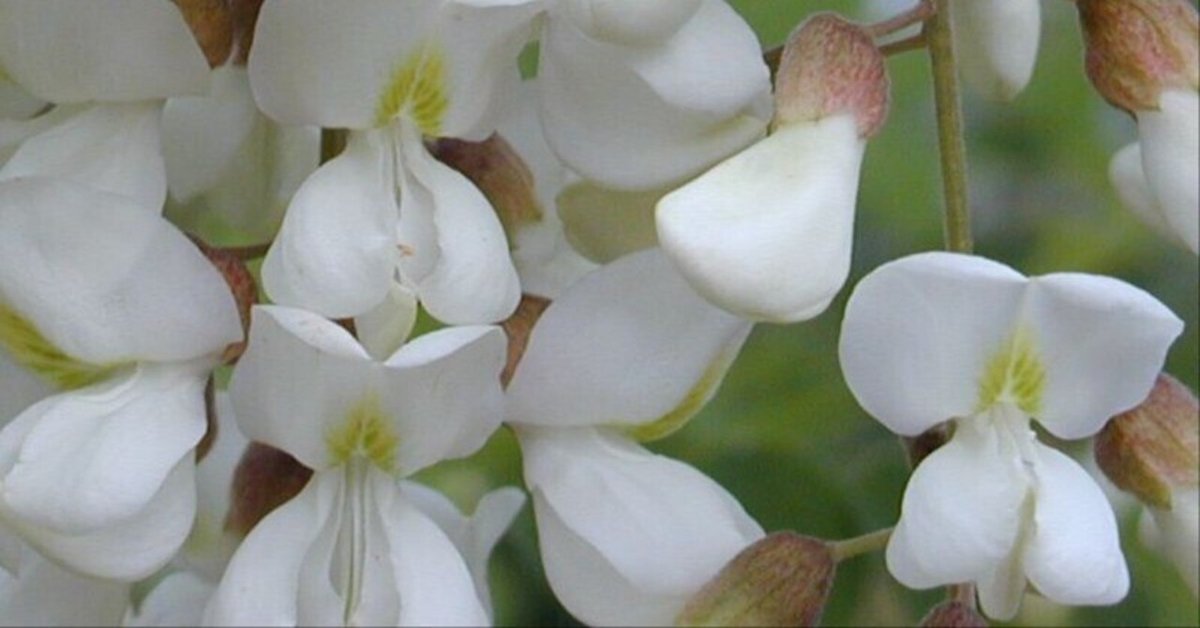 No+eに感謝します｜David-junde